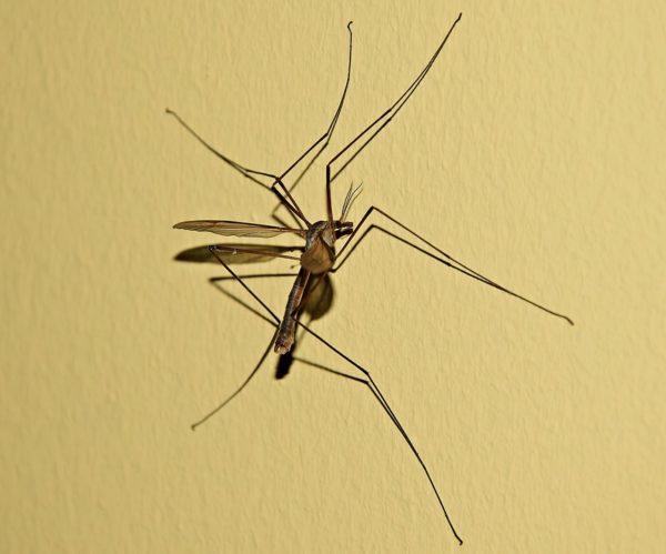 Denga – choroba tropikalna – Civilmed
